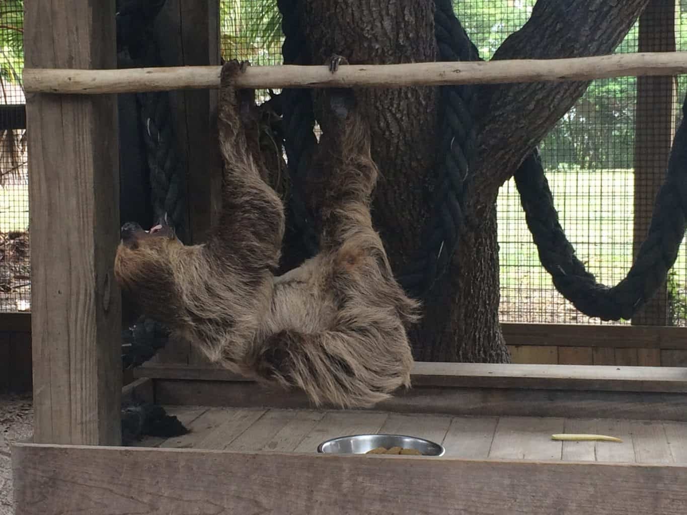 Wild Florida VIP Sloth Experience Review (+ Adorable Pics!)