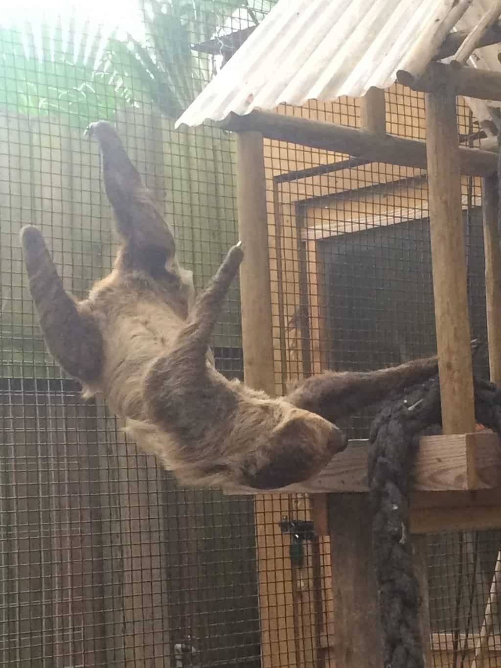 Wild Florida VIP Sloth Experience Review (+ Adorable Pics!)