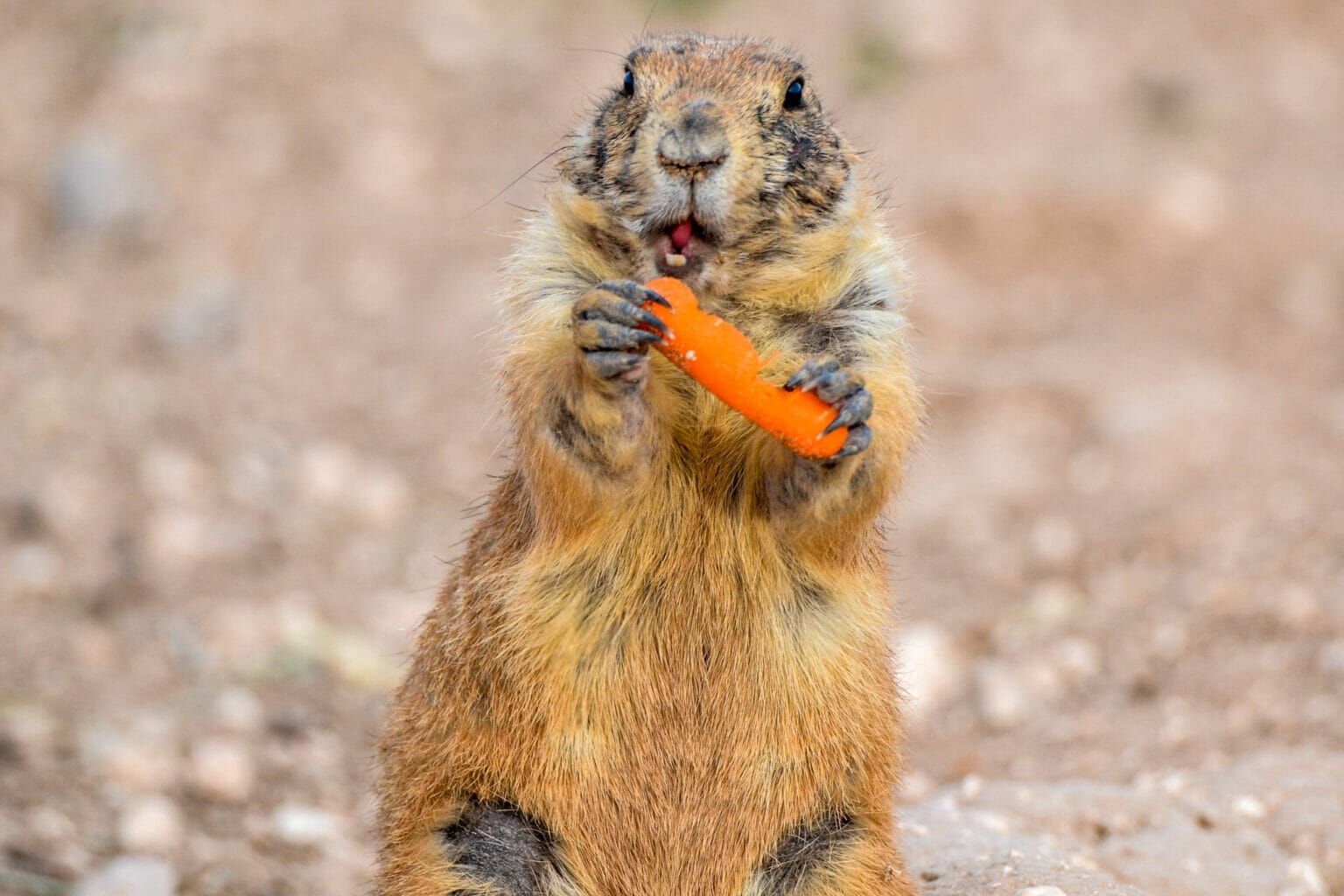 17+ Best Parks in Lubbock, Texas (+ Outdoor Things to Do in Lubbock)