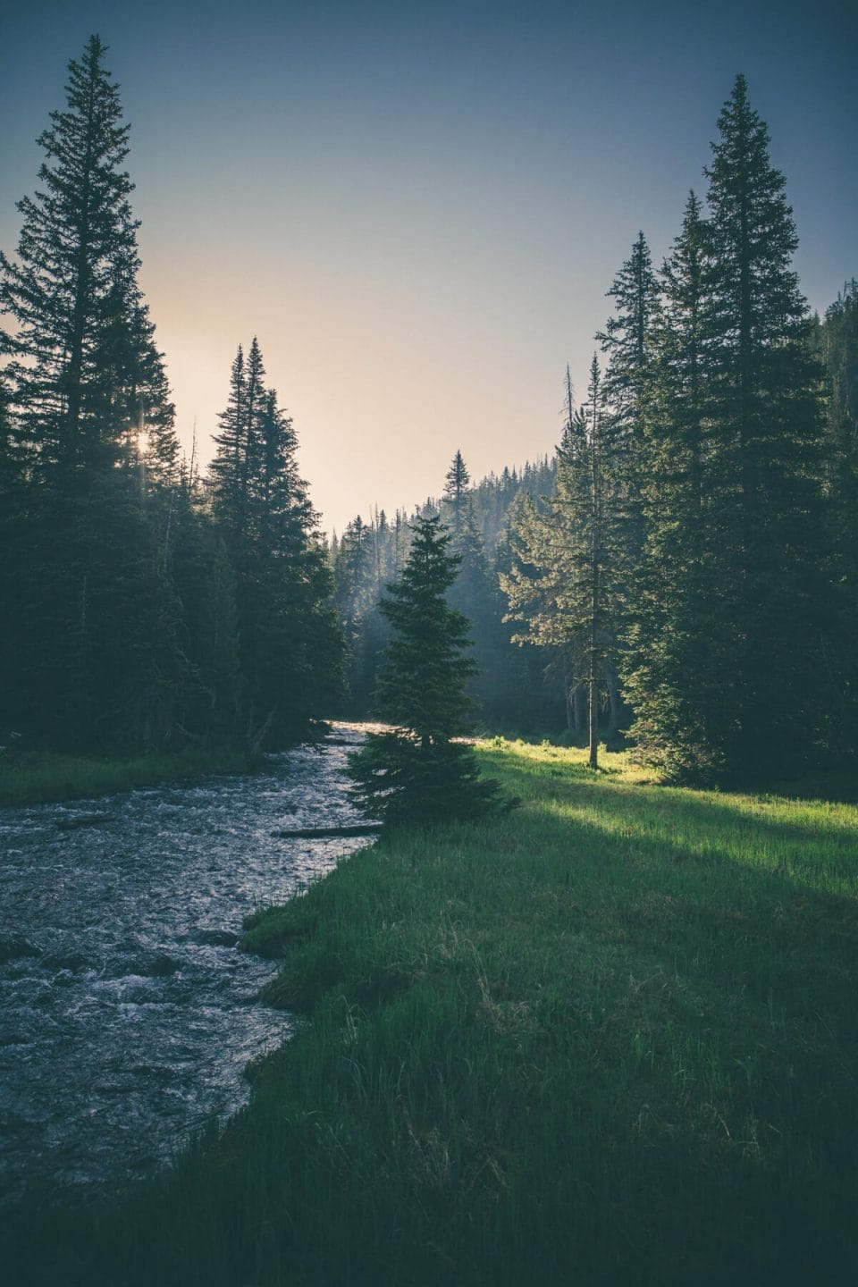 51 Inspiring Tree Instagram Captions for the Perfect Post