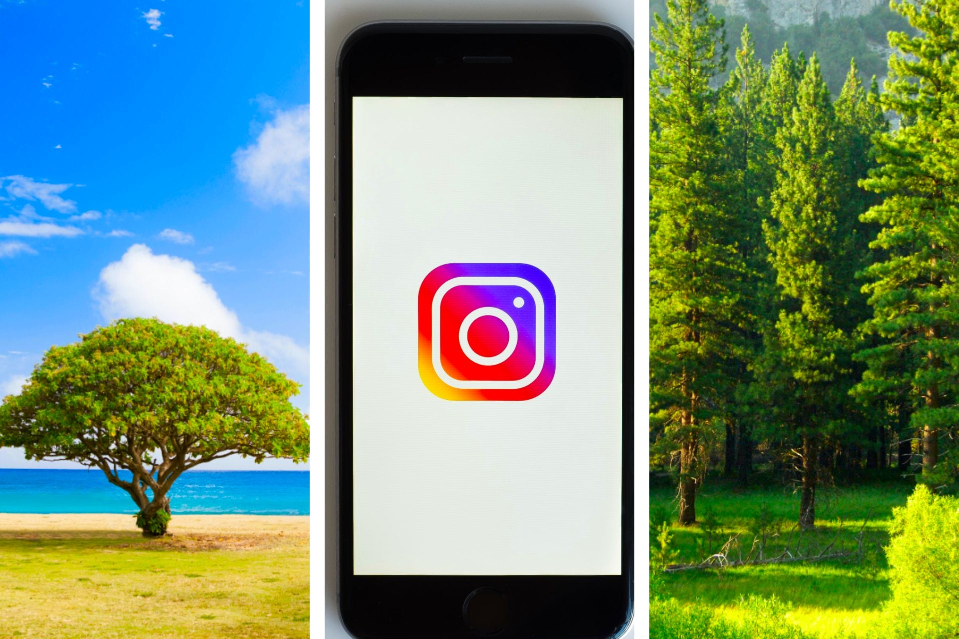 51 Inspiring Tree Instagram Captions for the Perfect Post - All ...