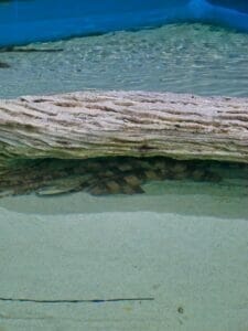 Marine Science Center in Ponce Inlet Review: Helpful Tips for Visitors ...