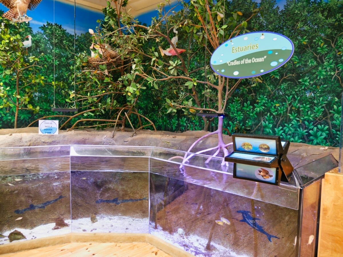 Marine Science Center in Ponce Inlet Review: Helpful Tips for Visitors ...