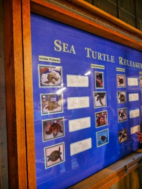 Marine Science Center in Ponce Inlet Review: Helpful Tips for Visitors ...
