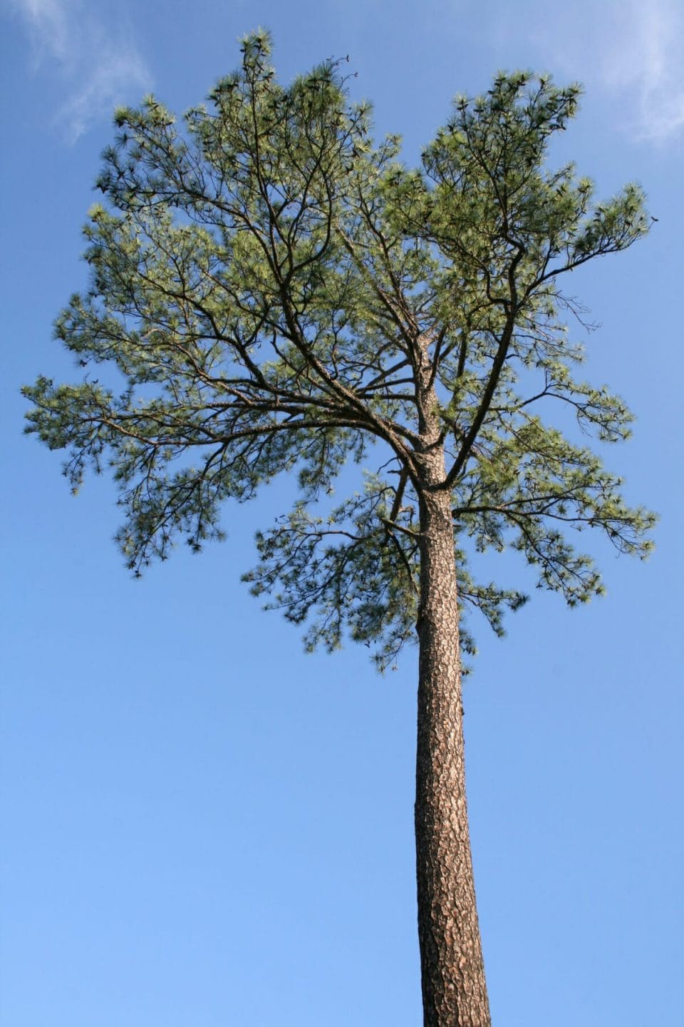 19 Fun and Interesting Facts about Arkansas (unique!)