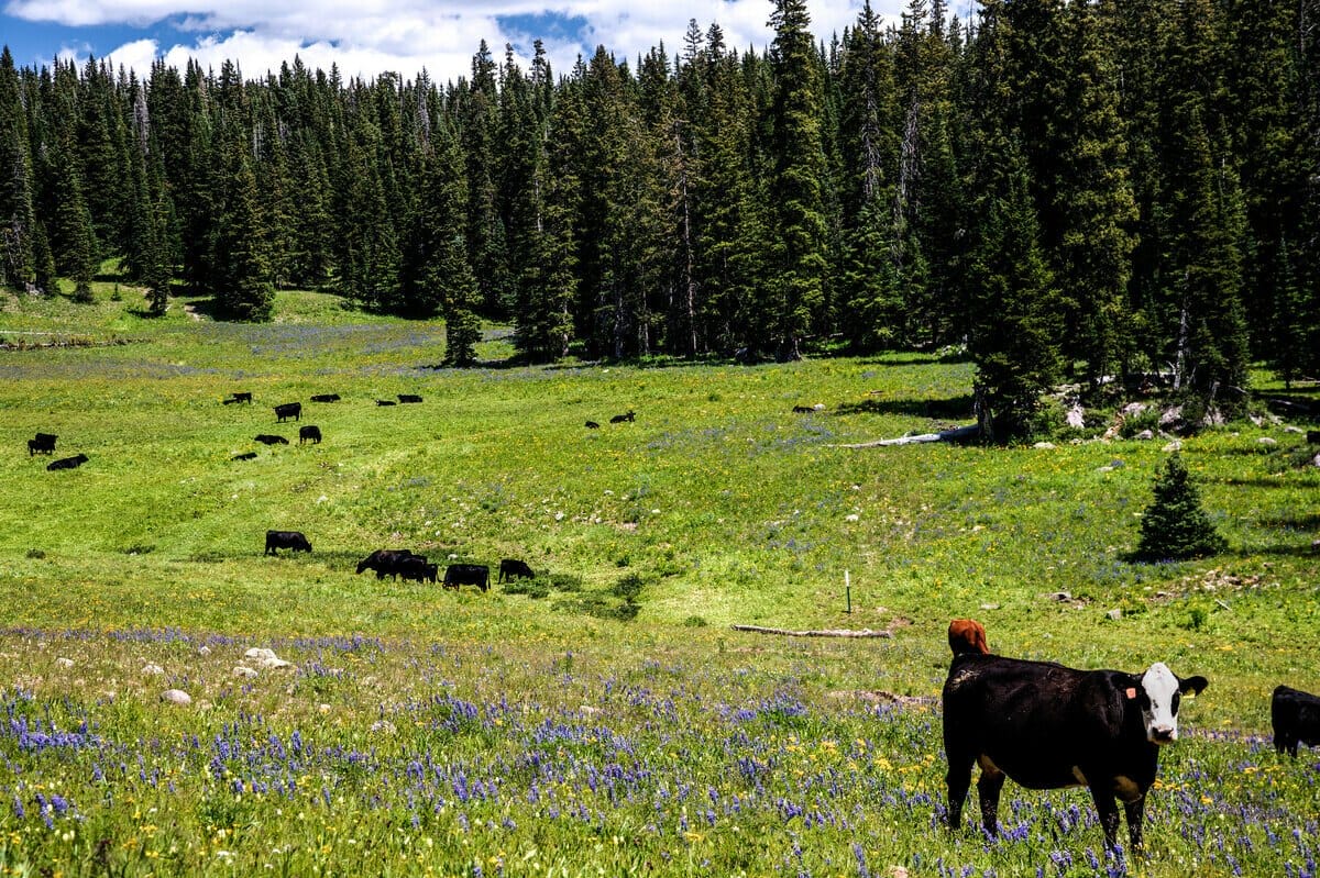 19 Charming Small Towns in Colorado to Check Out (2023)