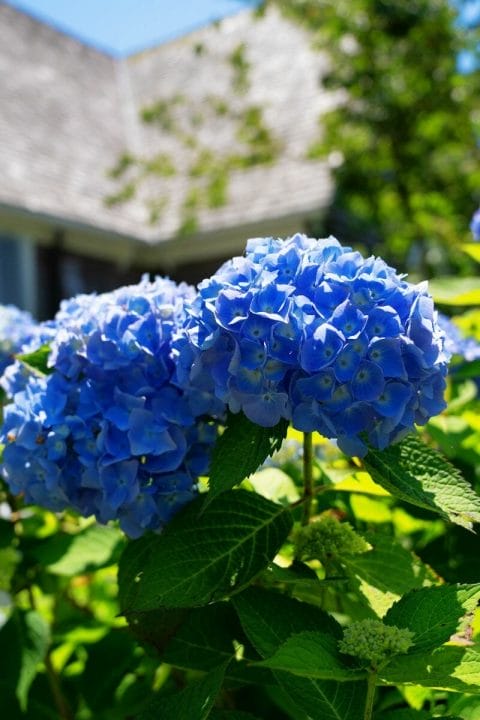 51 Fun Facts about Massachusetts (that most people don't know!)