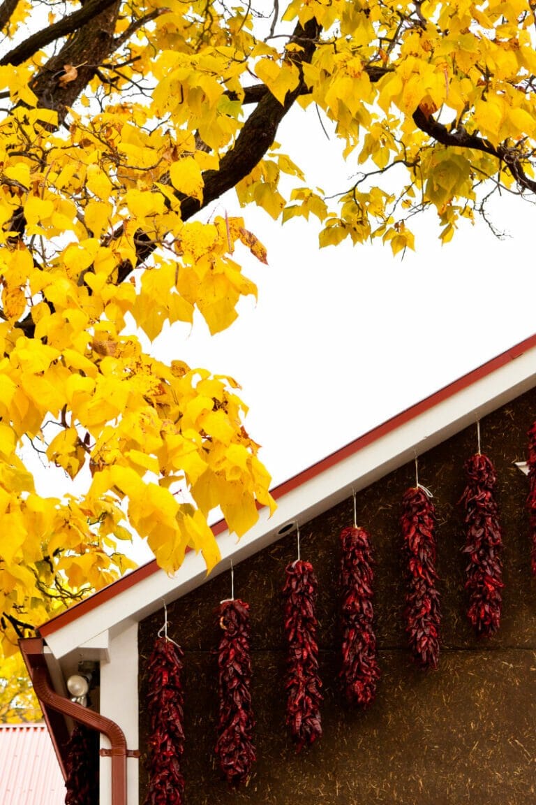 51 Fun Facts about New Mexico (that most people don't know!)