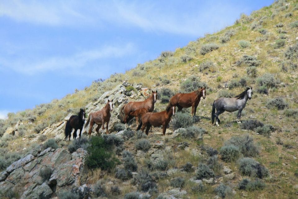 51 Fun Facts about Wyoming (that most people don't know!)