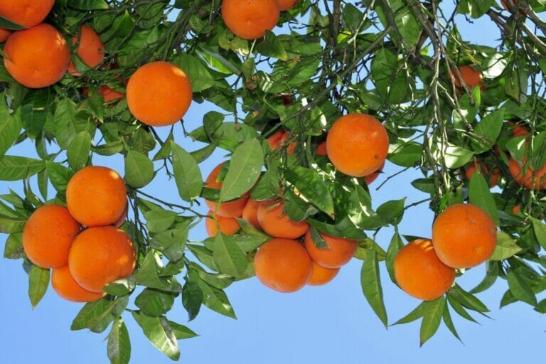 31 Awesome Things Florida is Known For (+ Famous For!)