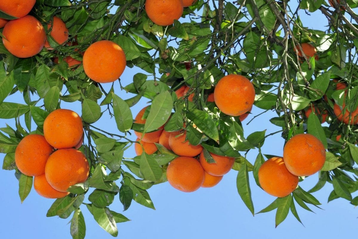 31 Awesome Things Florida is Known For (+ Famous For!)