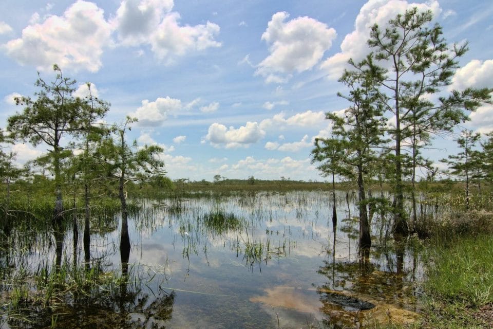 31 Awesome Things Florida is Known For (+ Famous For!)