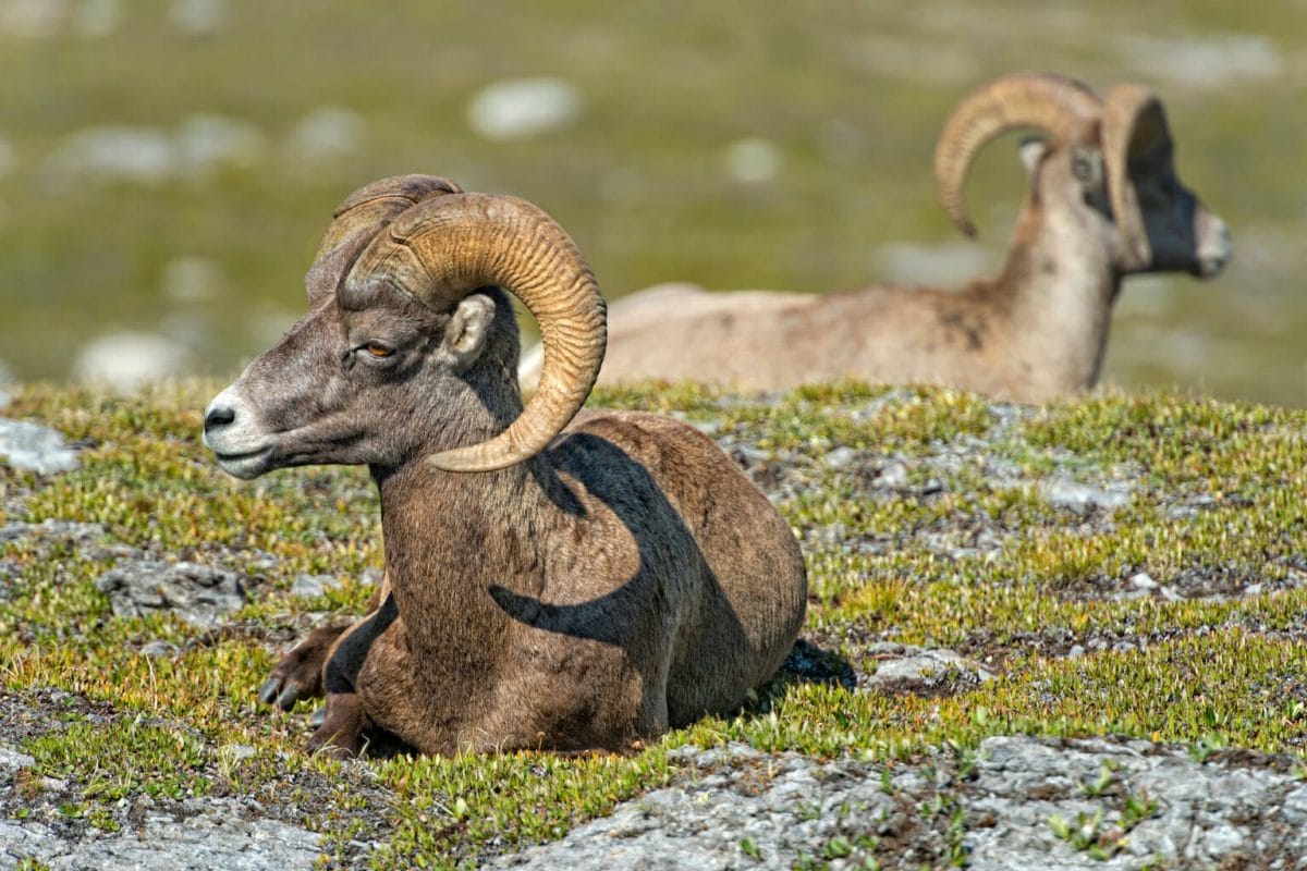 What is Wyoming Known for? 23+ Things Wyoming is Famous For