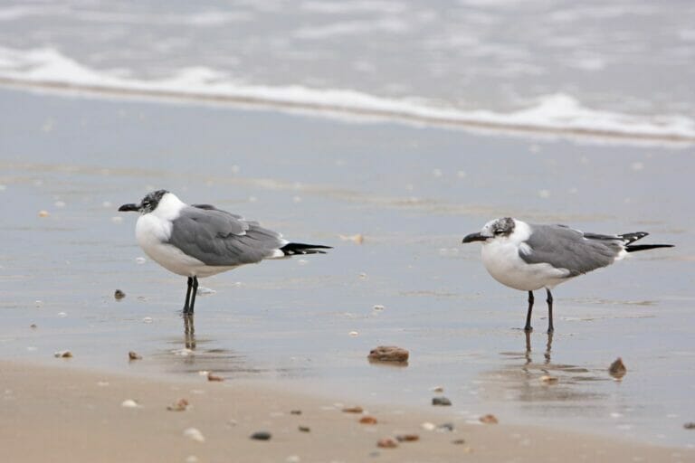 25 Awesome Things Alabama is Famous For (+ Known for!)