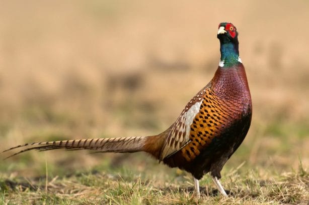 What is South Dakota Famous For? 20+ Things South Dakota is Famous For