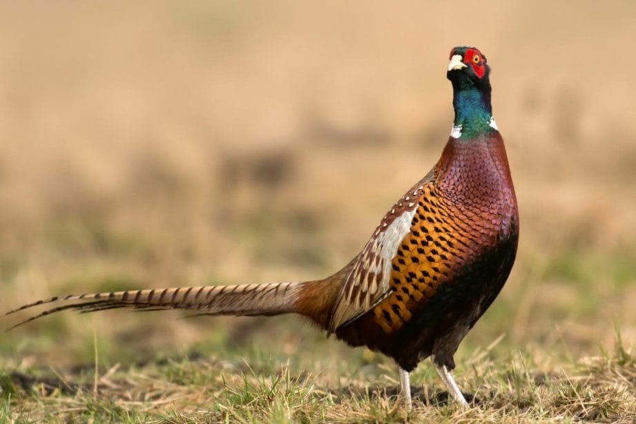 What is South Dakota Famous For? 20+ Things South Dakota is Famous For