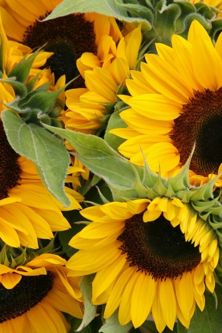 What is South Dakota Famous For? 20+ Things South Dakota is Famous For