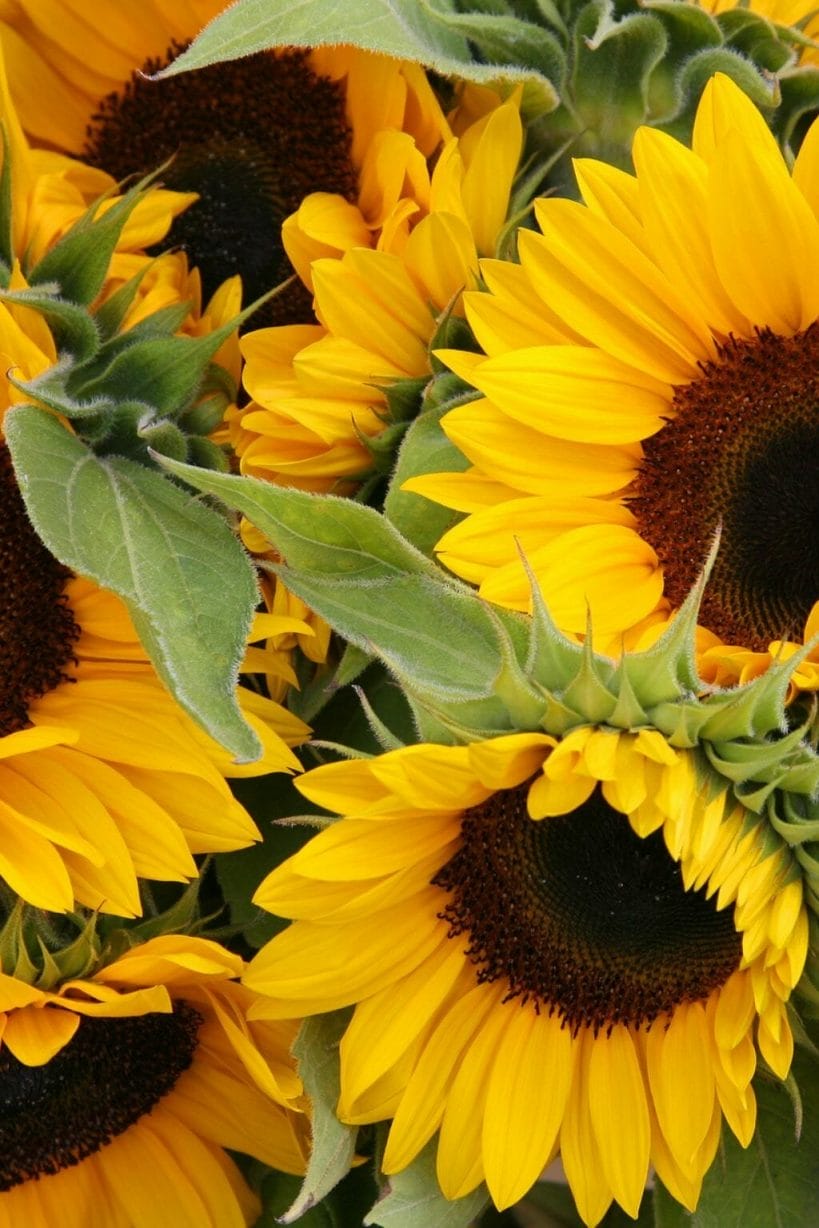 What is South Dakota Famous For? 20+ Things South Dakota is Famous For