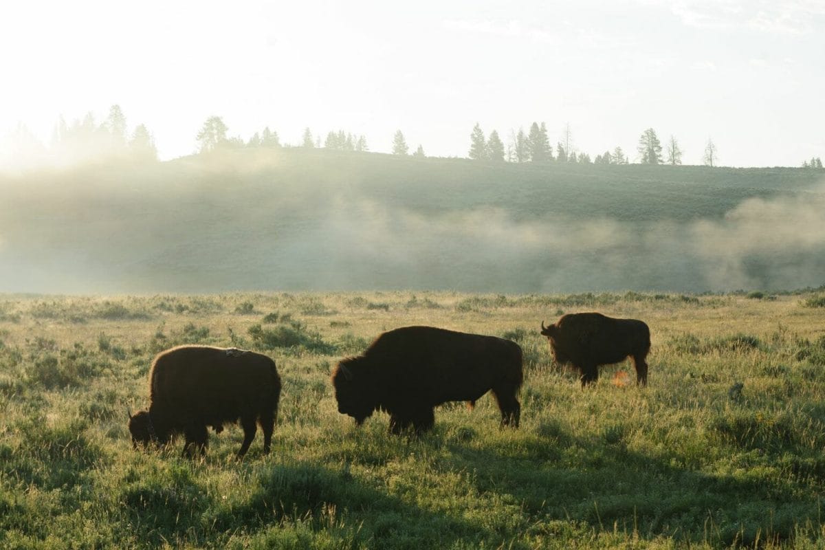 41 Awesome Things Colorado is Known For (+ Famous For!)