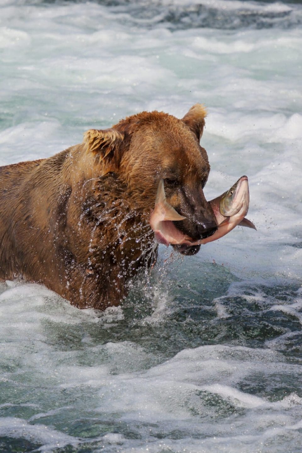 25 Cool Things Alaska is Known for (+ Famous For!)