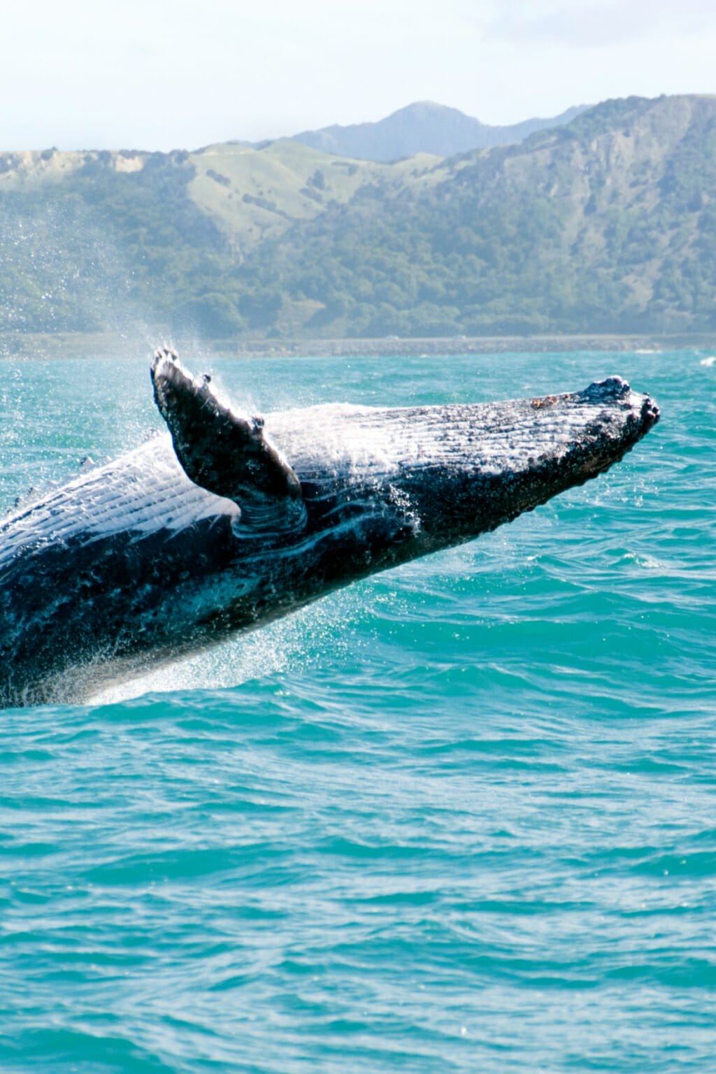 25 Cool Things Alaska is Known for (+ Famous For!)