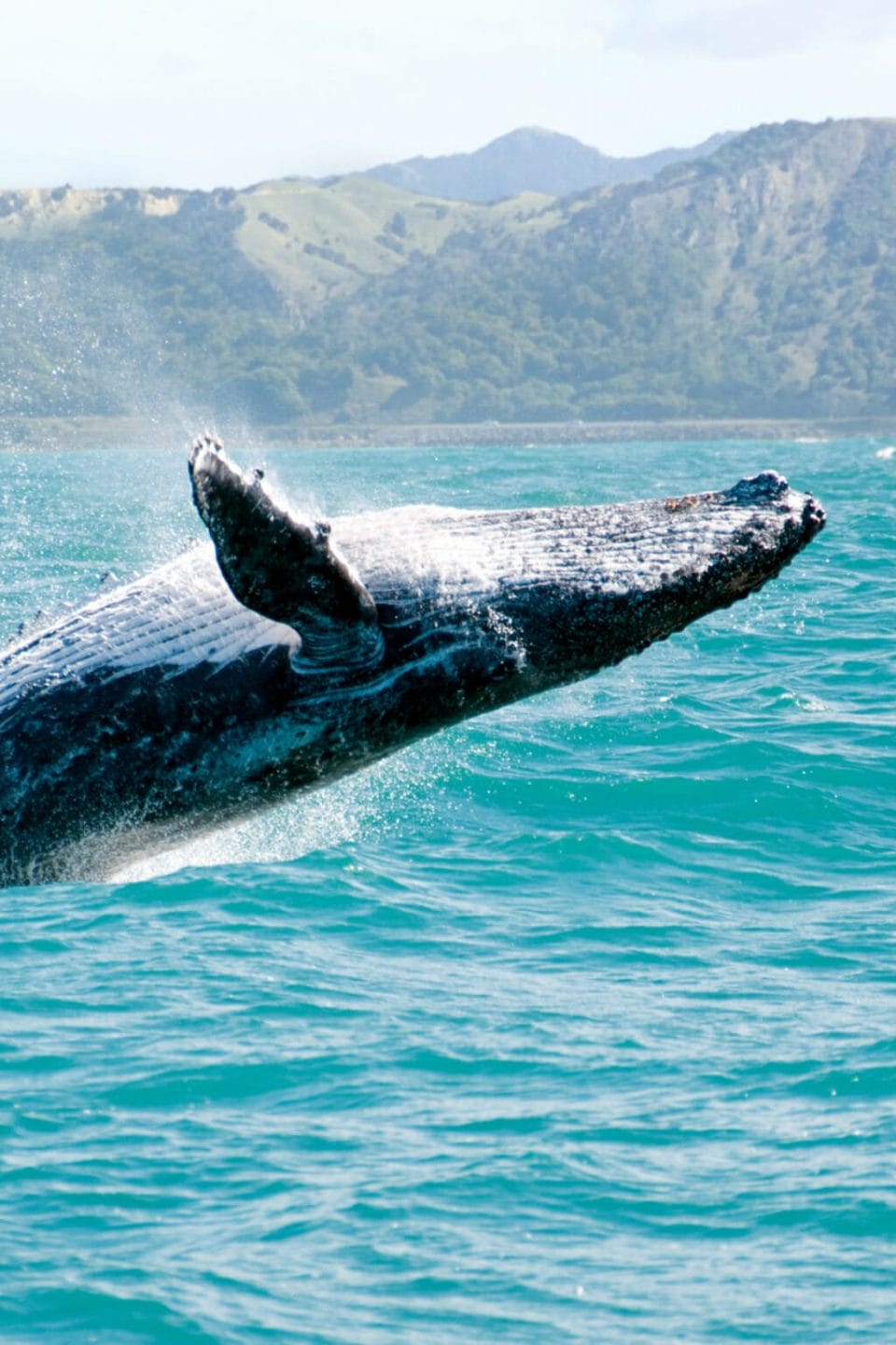 25 Cool Things Alaska is Known for (+ Famous For!)