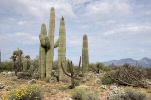 25 Cool Things Arizona is Known for (+ Famous For!)