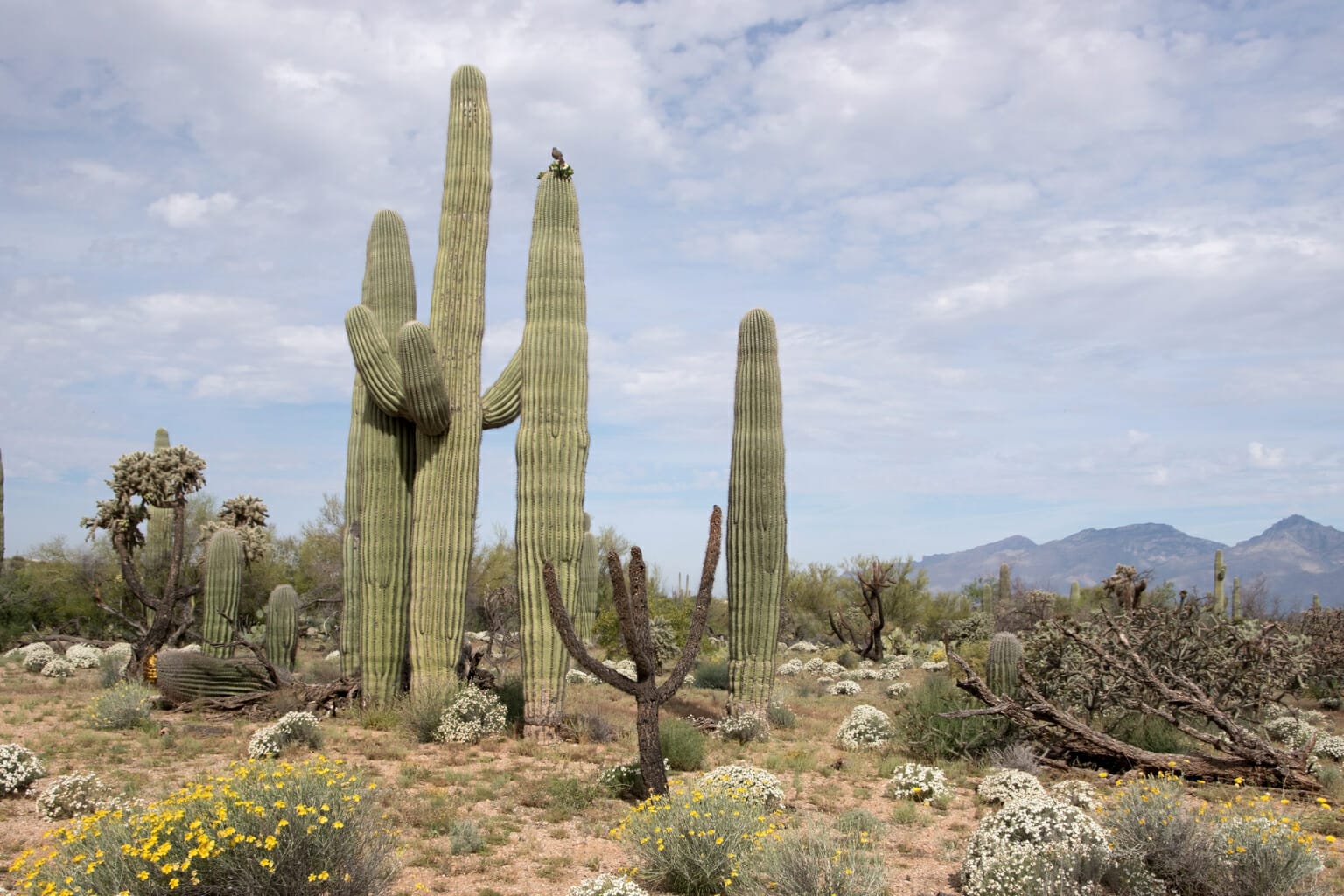 25 Cool Things Arizona is Known for (+ Famous For!)