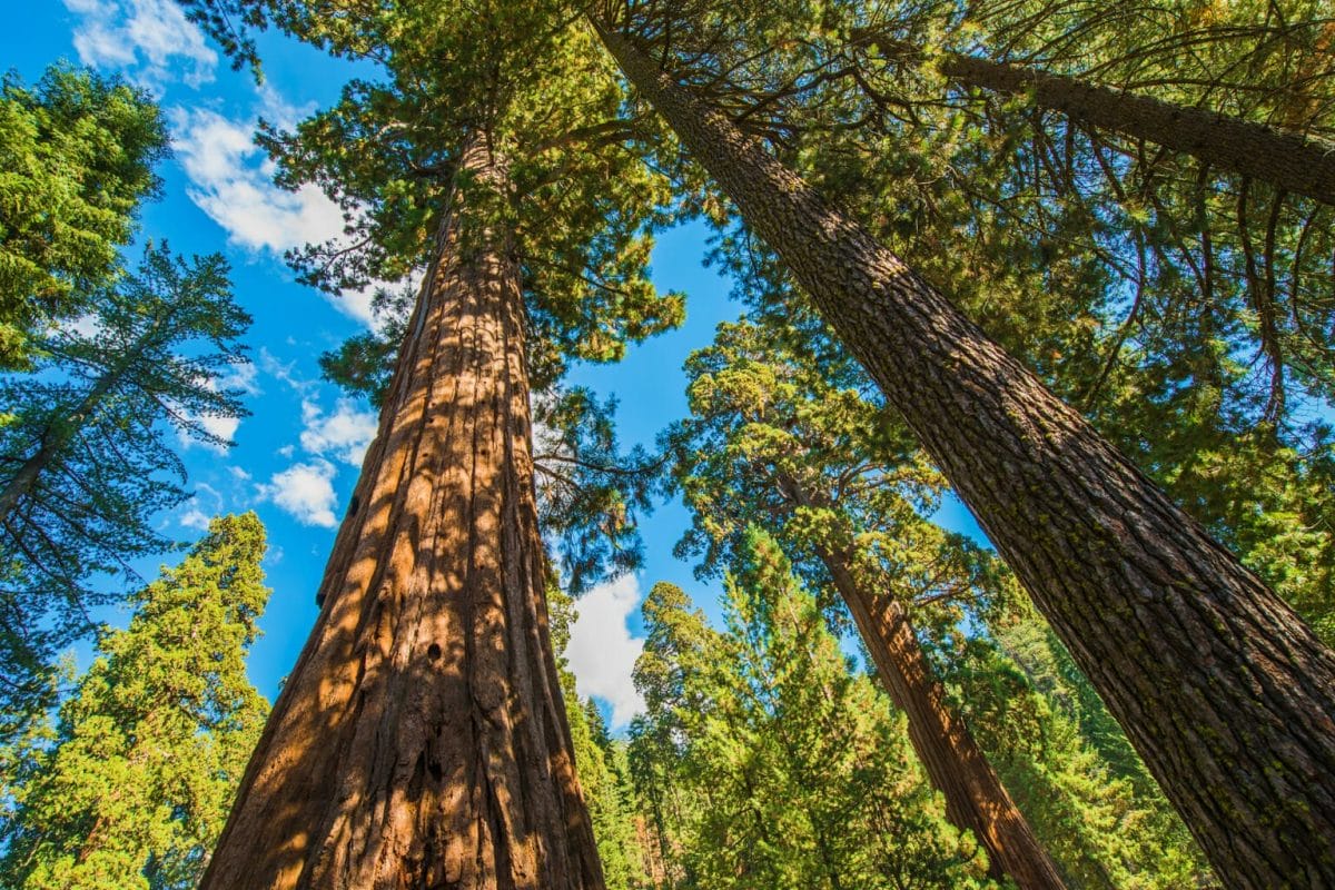 47 Cool Things California is Known For (+ Famous For!)