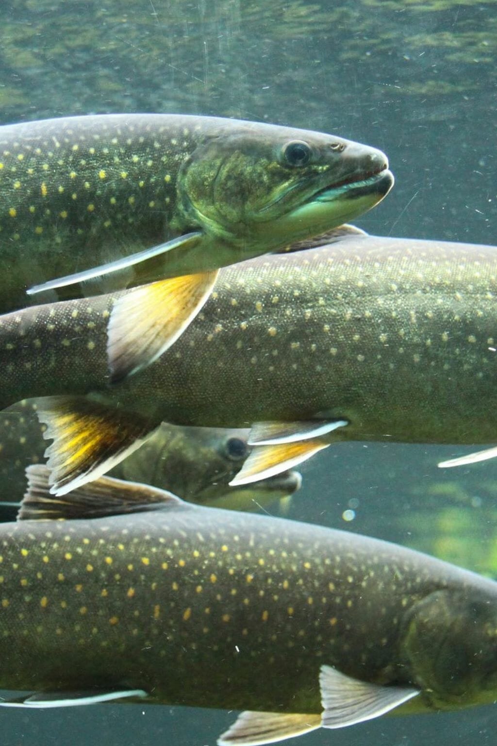 25 Awesome Things Idaho is Known For (+ Famous For)