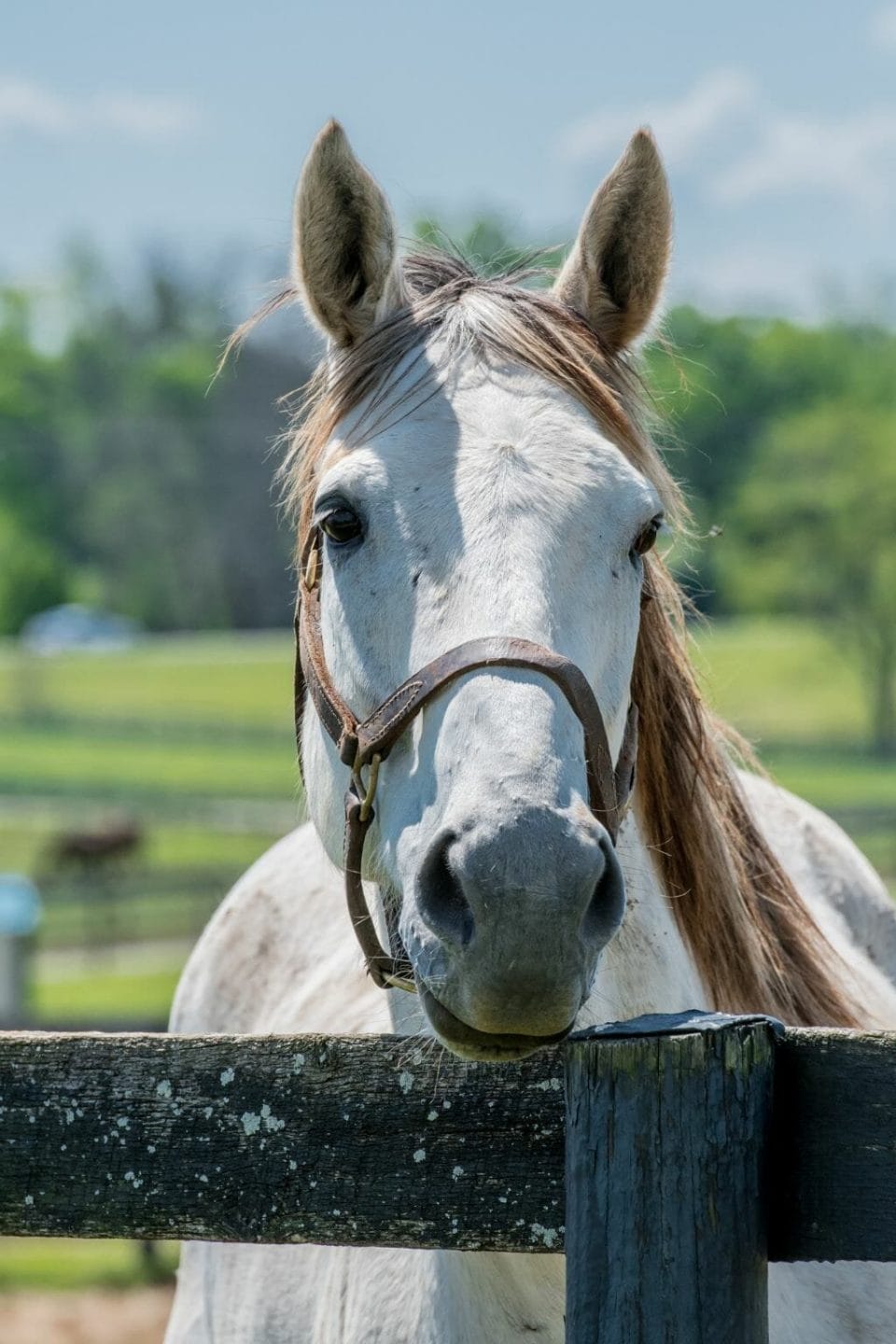 31 Interesting Things Kentucky is Known For (+ Famous For)