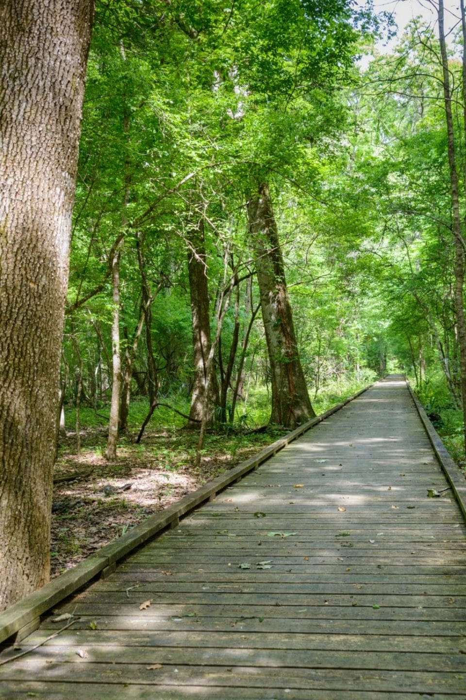 33 Interesting Things Louisiana is Known For (+ Famous For)