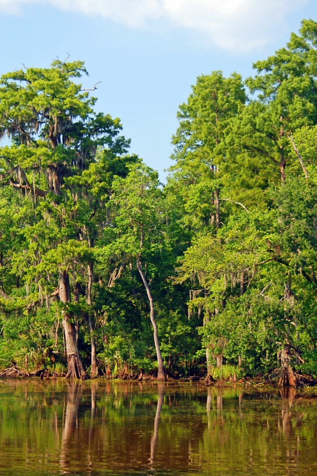 33 Interesting Things Louisiana is Known For (+ Famous For)