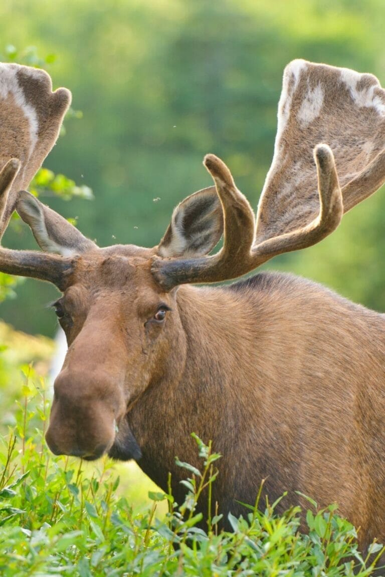 37 Cool Things Maine is Known For (+ Famous For)