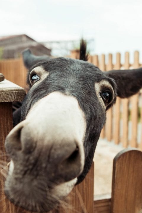 29 Interesting Things Nebraska is Known For (+ Famous For)