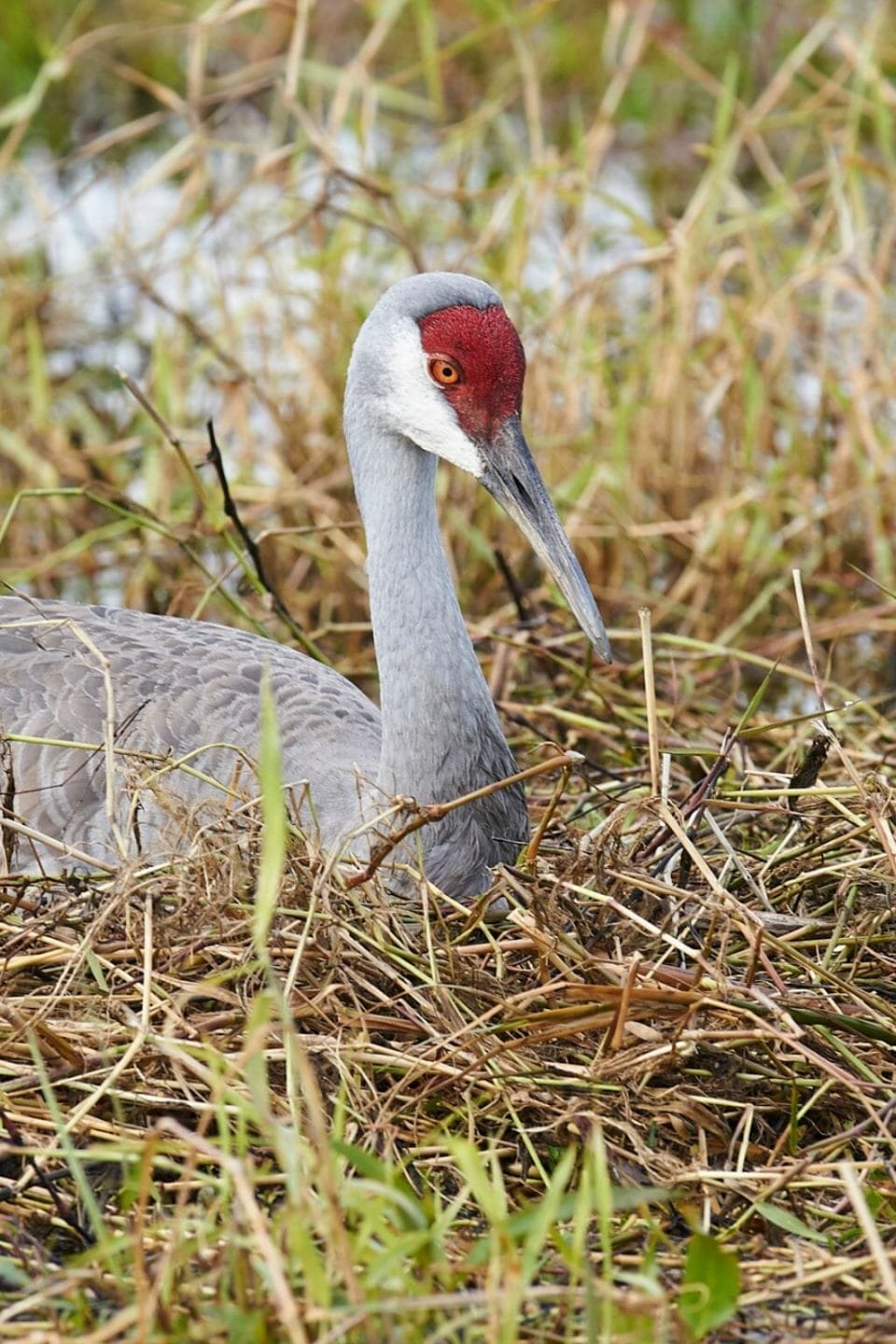 29 Interesting Things Nebraska is Known For (+ Famous For)