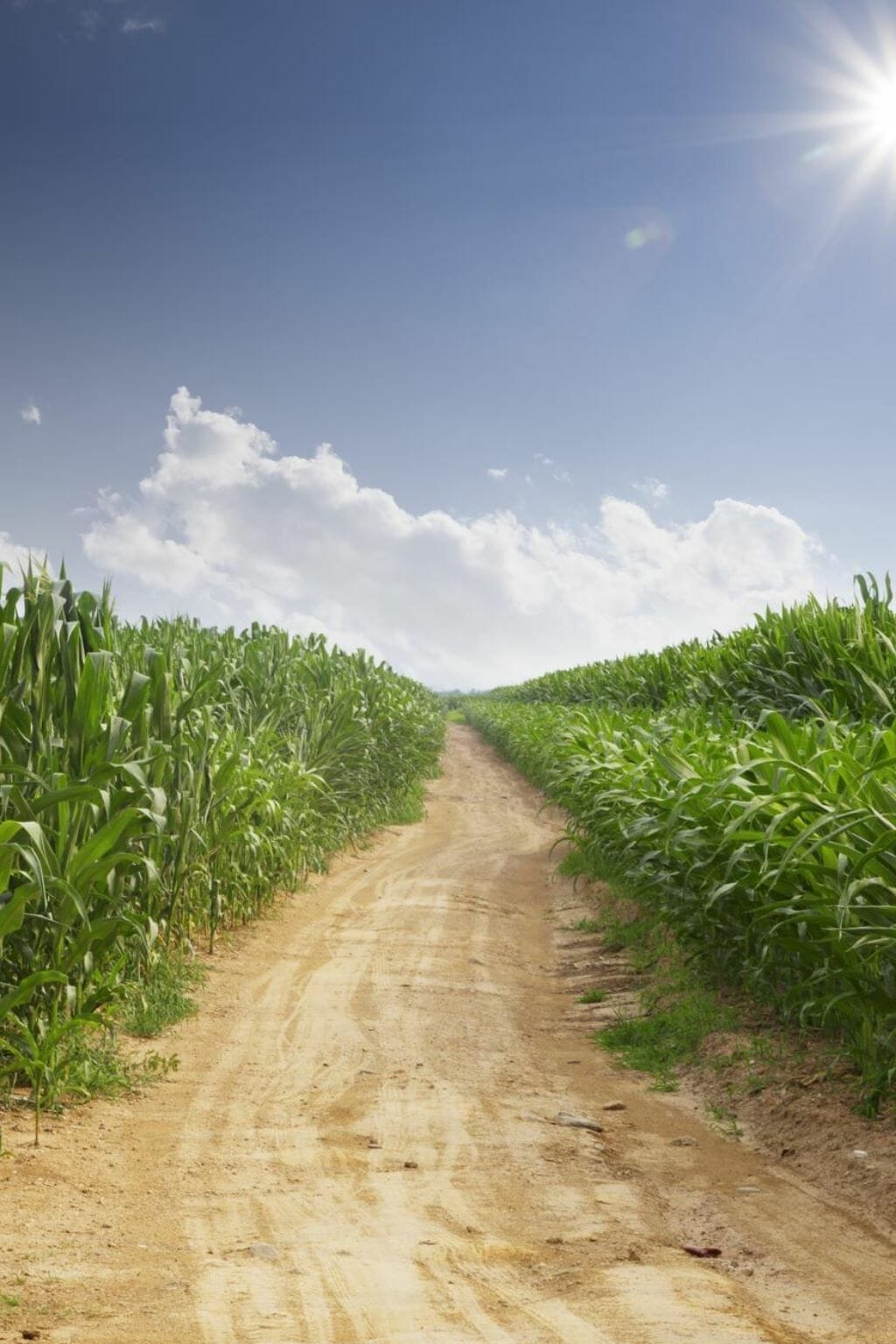 29 Interesting Things Iowa is Known For (+ Famous For)