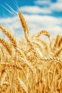 25 Interesting Things Kansas is Known For (+ Famous For)