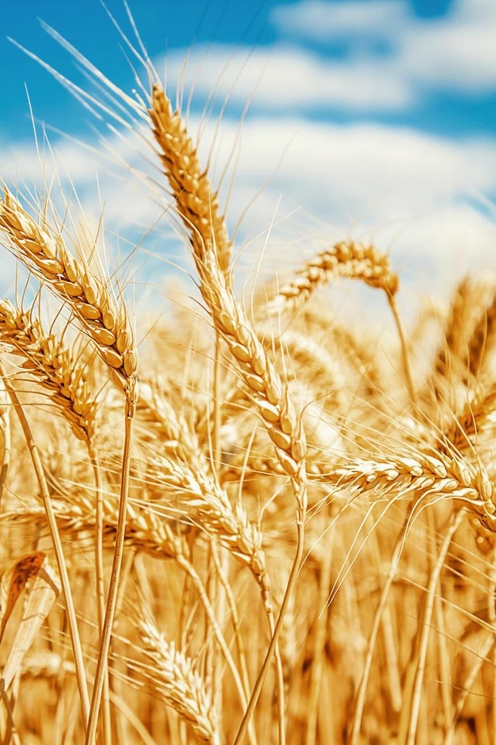 25 Interesting Things Kansas is Known For (+ Famous For)