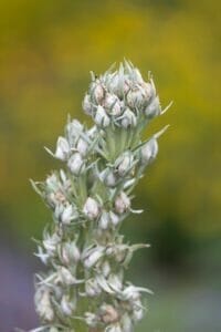 25 Interesting Things Kansas is Known For (+ Famous For)