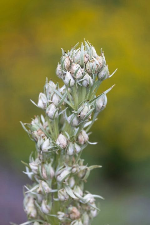 25 Interesting Things Kansas is Known For (+ Famous For)