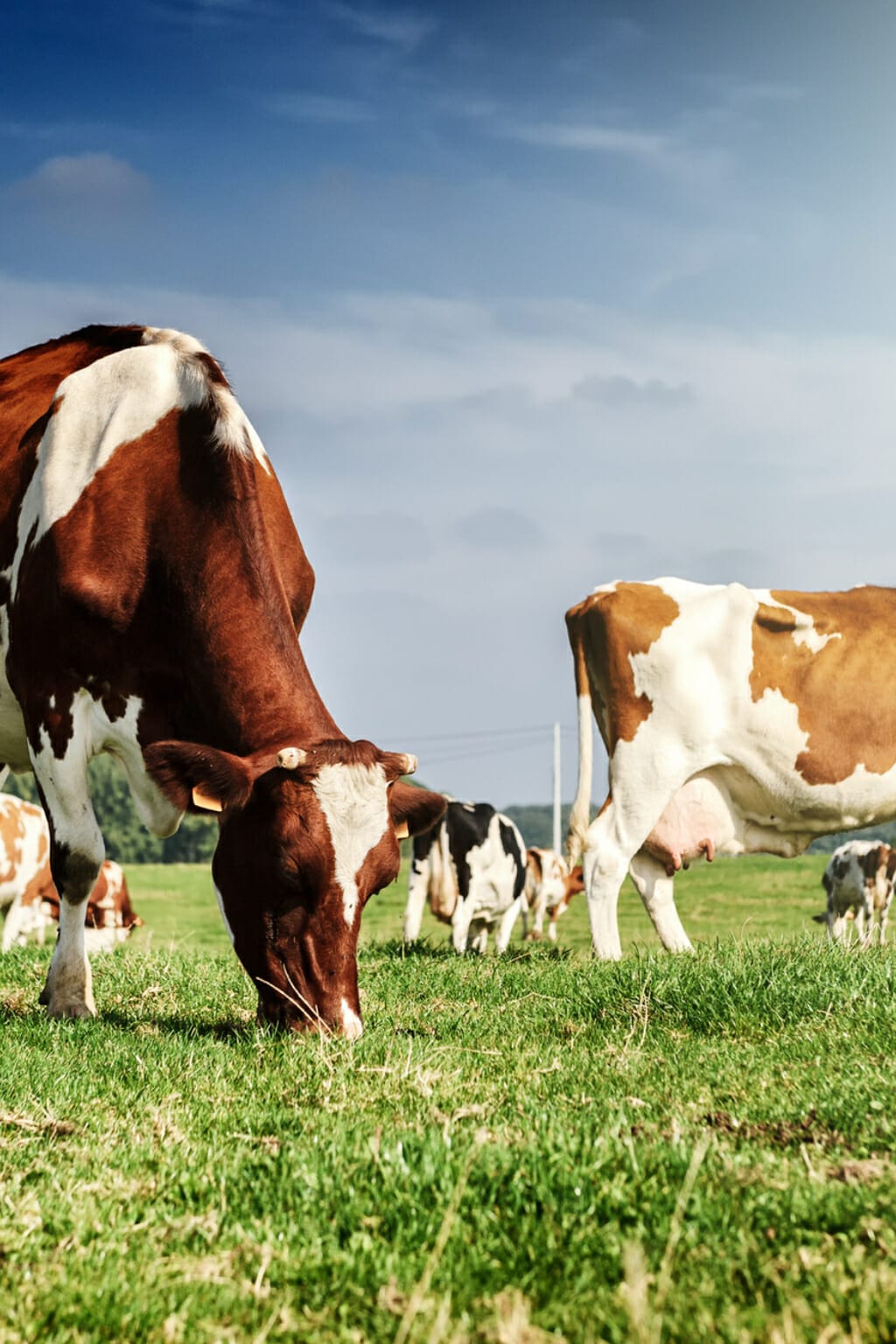 27 Amazing Things Oklahoma is Known For (+ Famous For)